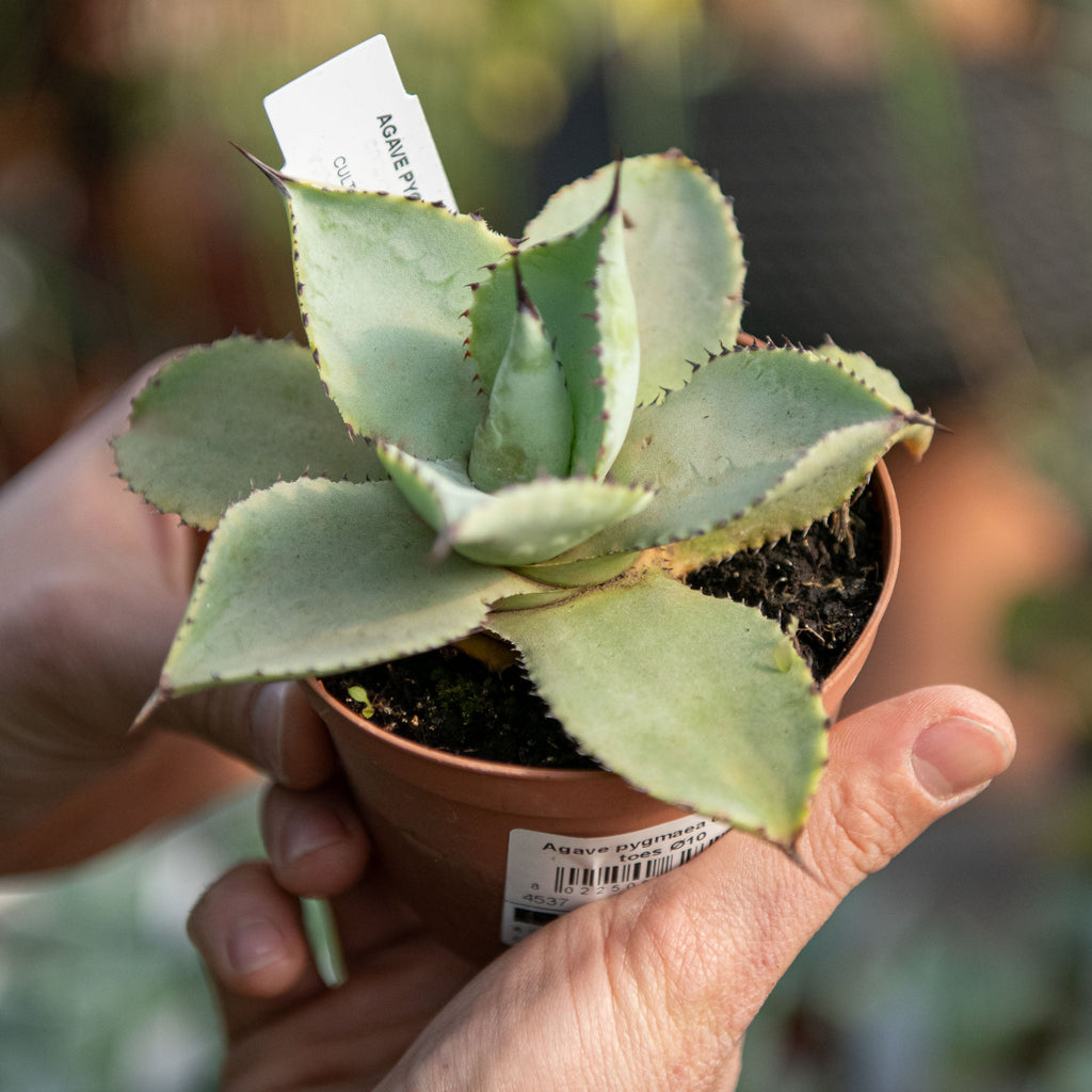 Agave pygmaea dragon toes - Agave pygmaea - Agave dragon – Simegarden