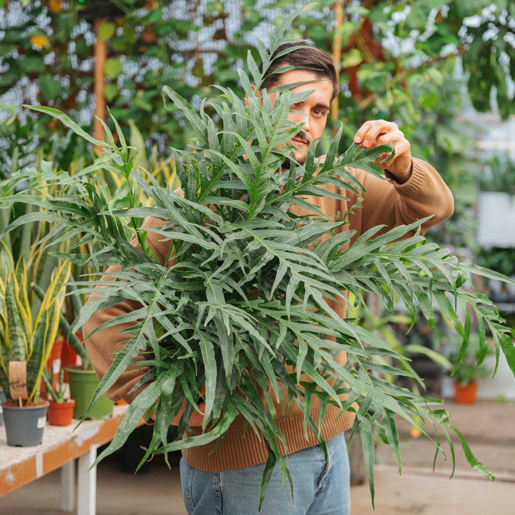 Aglaomorpha coronans 'Jim' – Simegarden