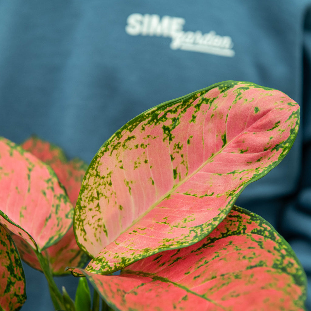 Aglaonema ruby love – Simegarden