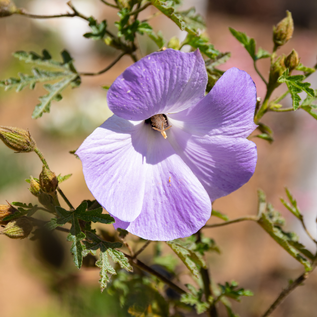 Alyogyne huegelii santa cruz – Simegarden