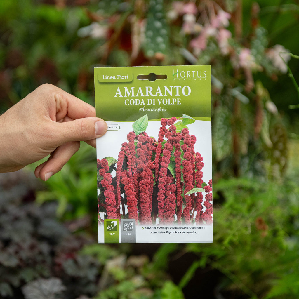 Amaranto Coda di volpe – Simegarden