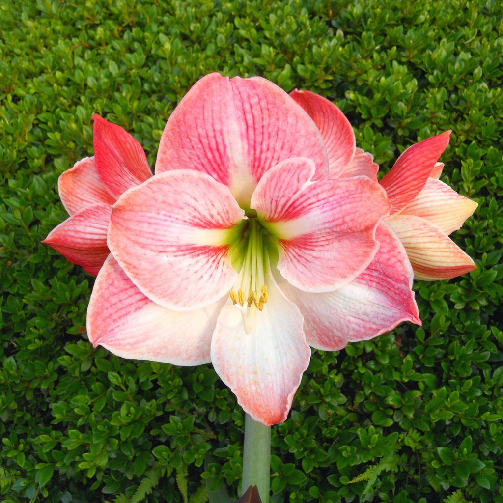 Amaryllis rosa – Simegarden