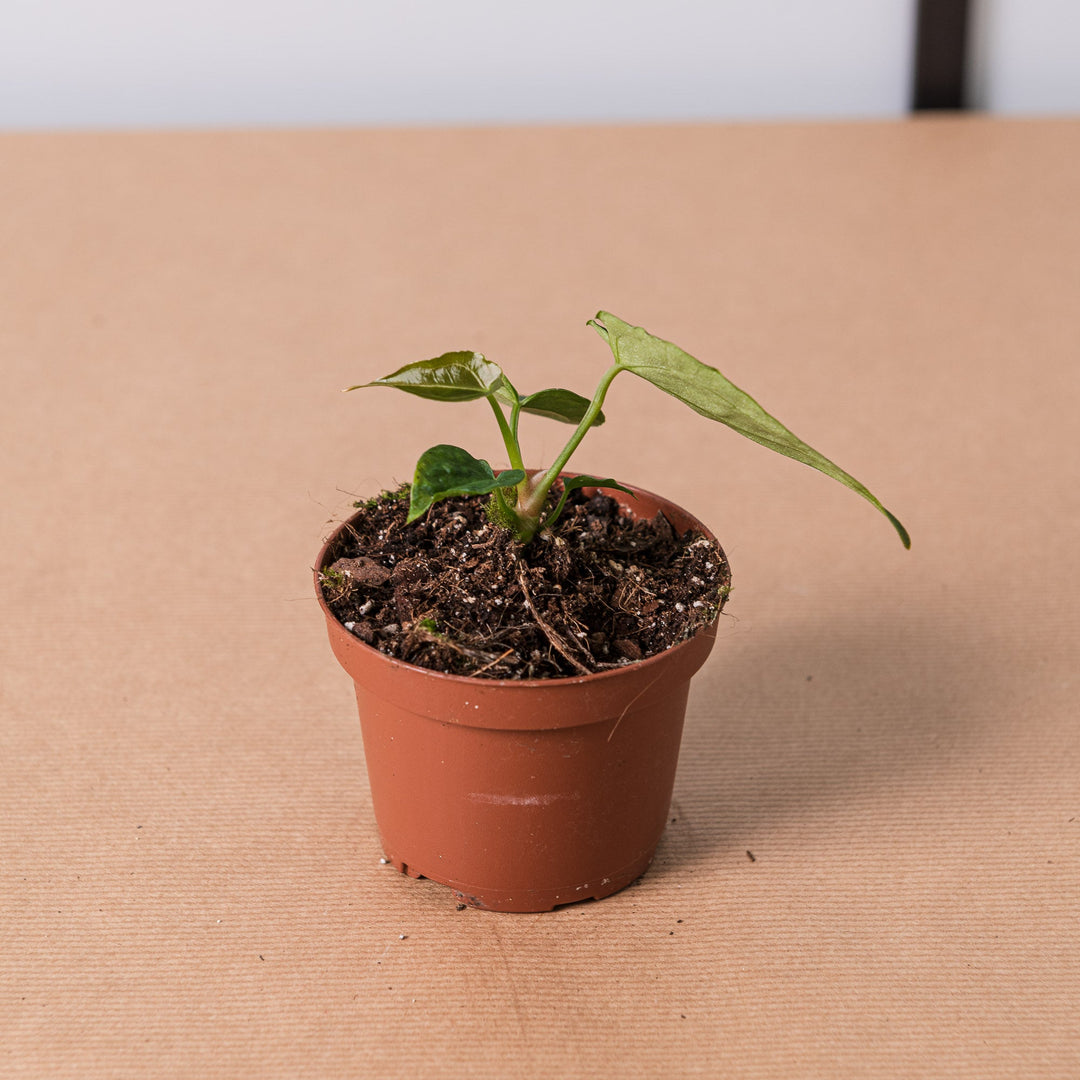 Anthurium forgetti – Simegarden