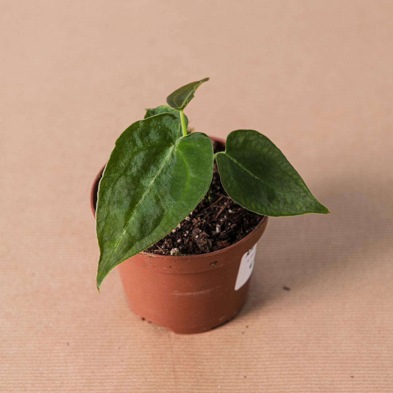 Anthurium forgetti – Simegarden