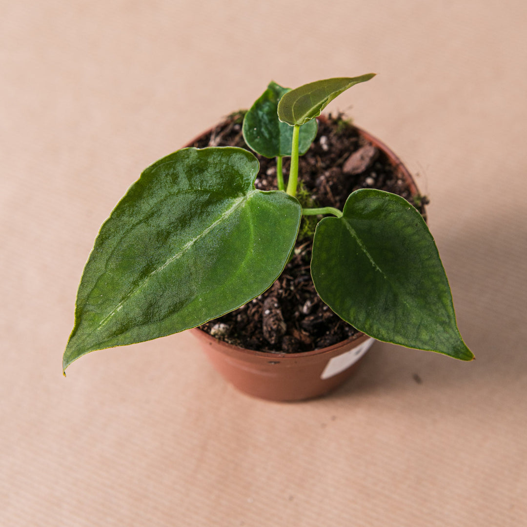 Anthurium forgetti – Simegarden