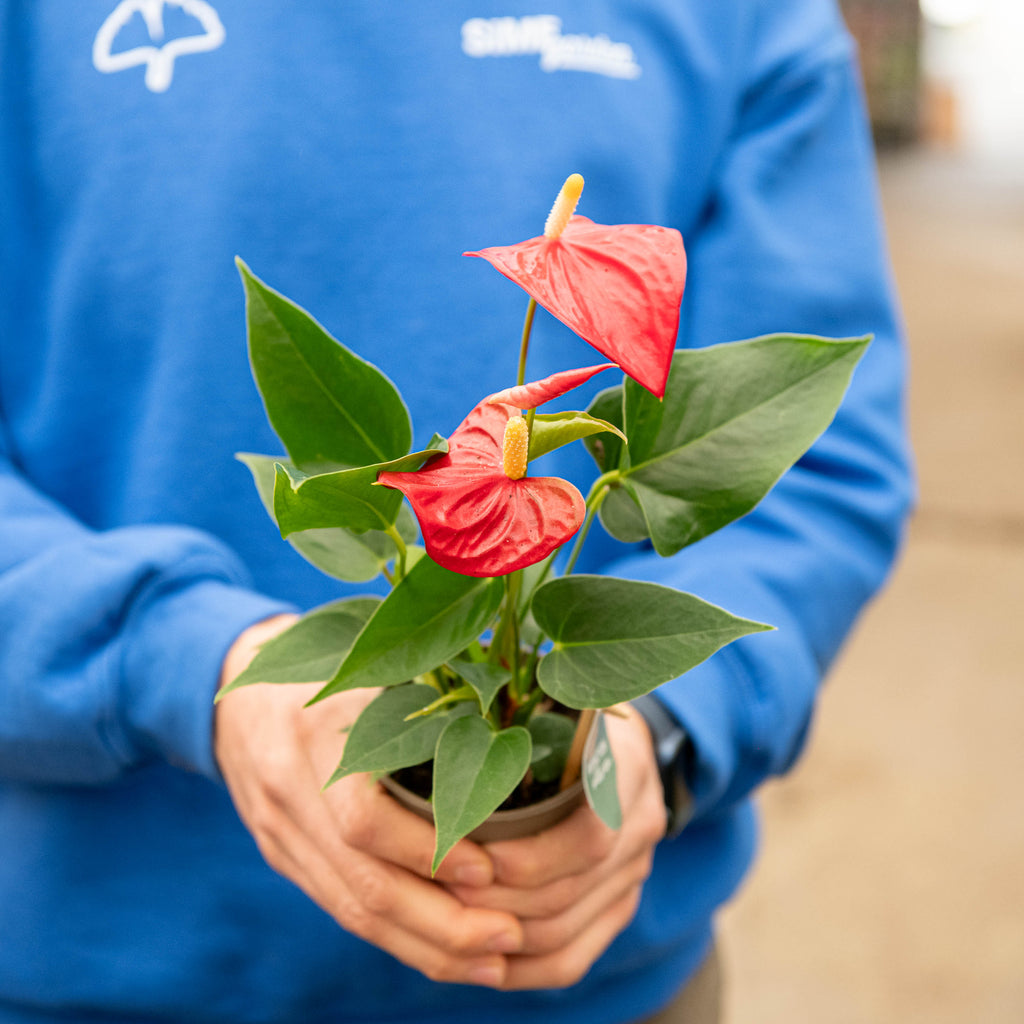Anthurium mystral – Simegarden