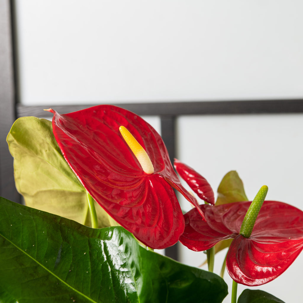 Anthurium nevada – Simegarden