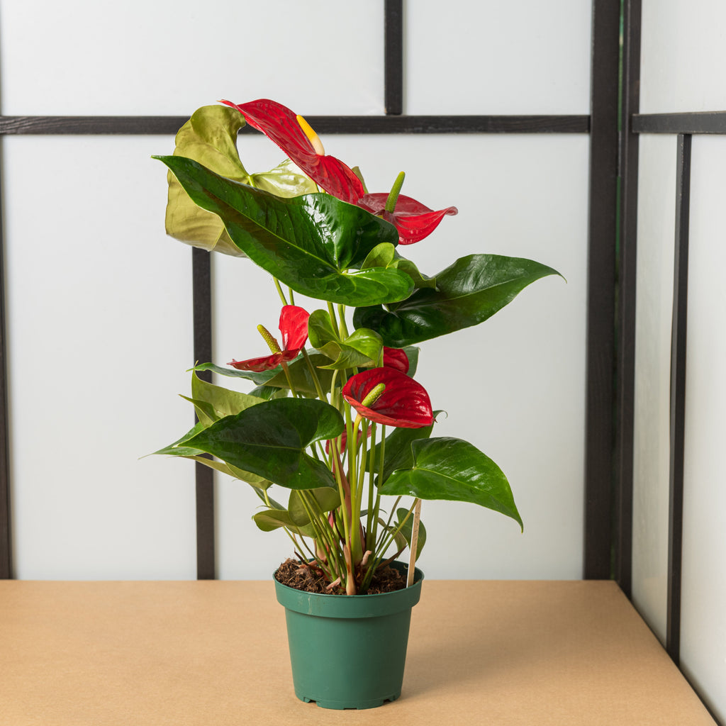 Anthurium nevada – Simegarden