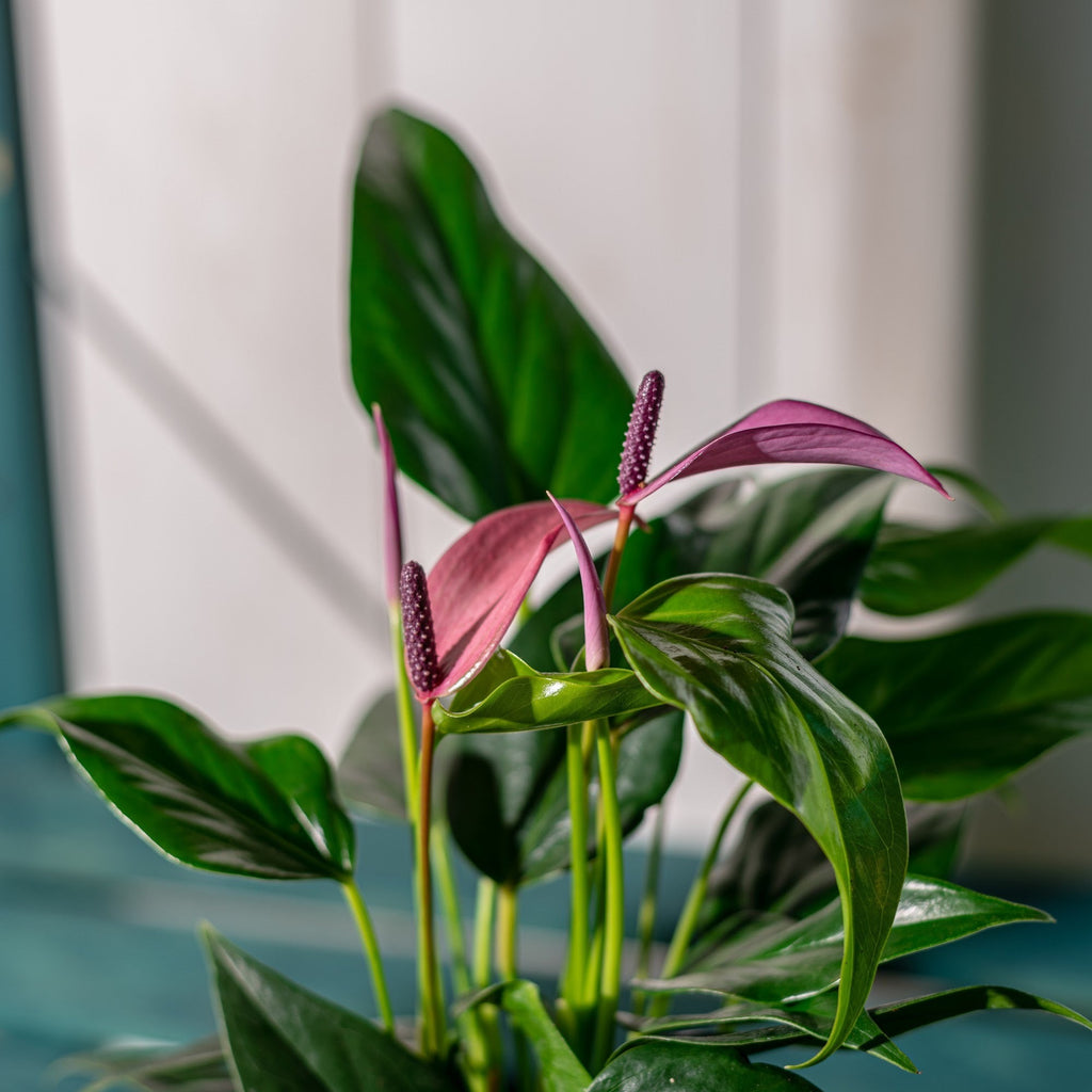 Anthurium rosa zizou – Simegarden