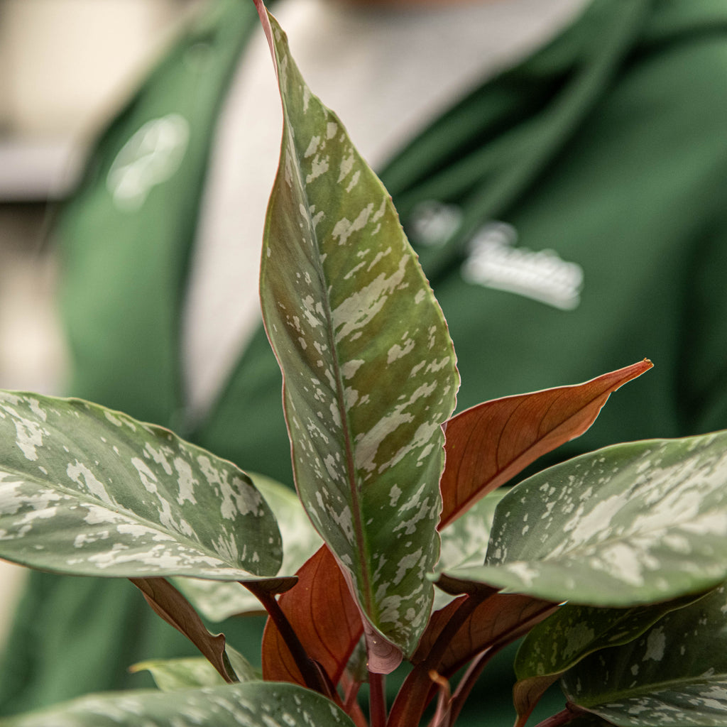 Apoballis acuminatissima – Simegarden