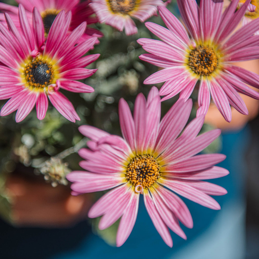 Arctotis opera rose – Simegarden