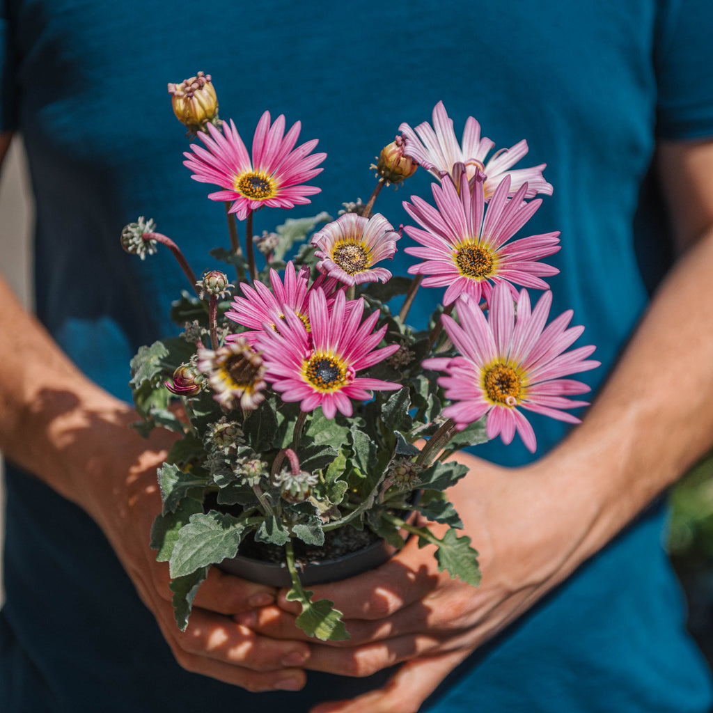 Arctotis opera rose – Simegarden