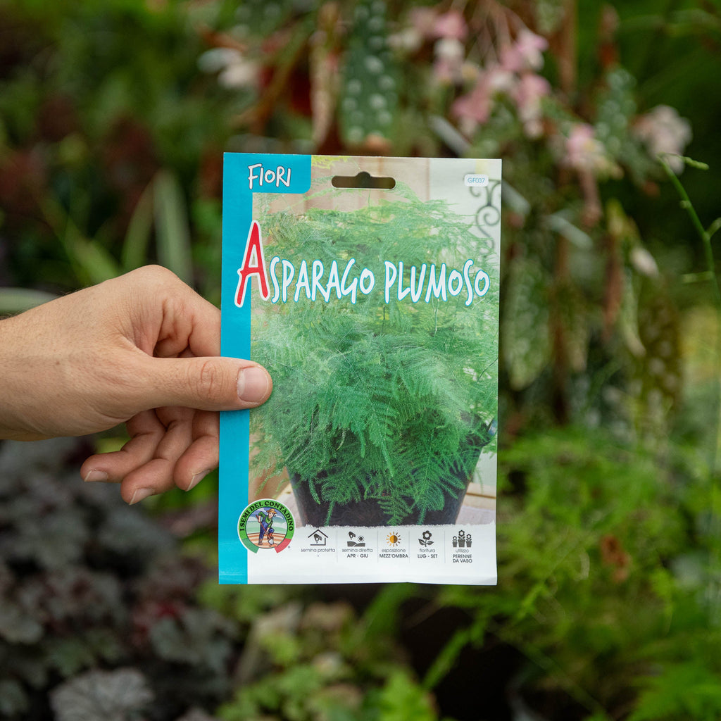 Asparagus plumosus - semi di asparagi - semi di asparago – Simegarden