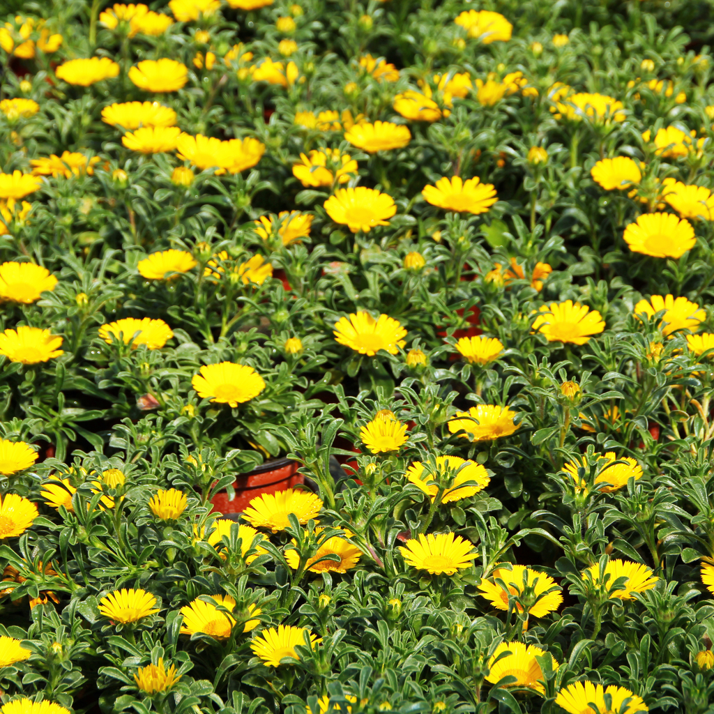 Asteriscus maritimus – Simegarden