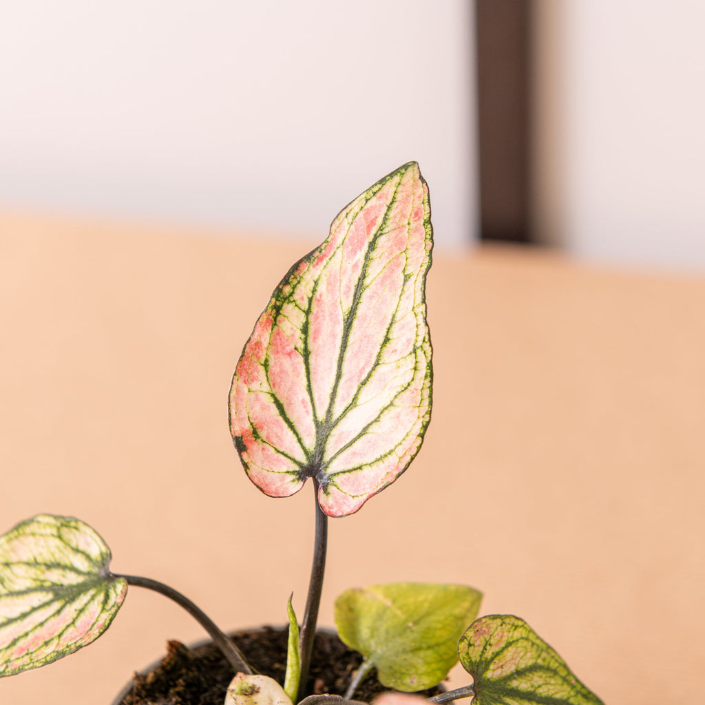 Baby Caladium pink – Simegarden