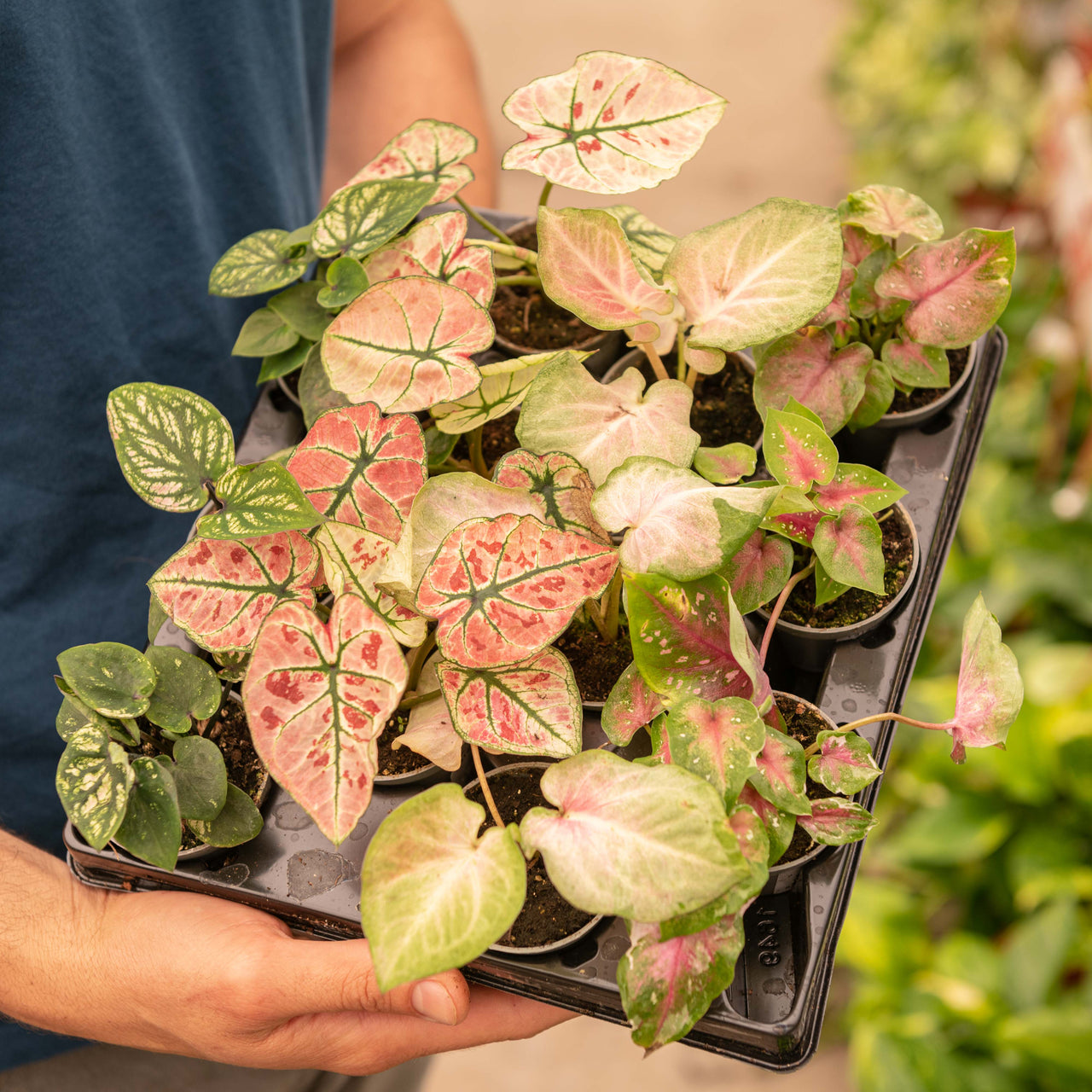 Baby Caladium pink – Simegarden