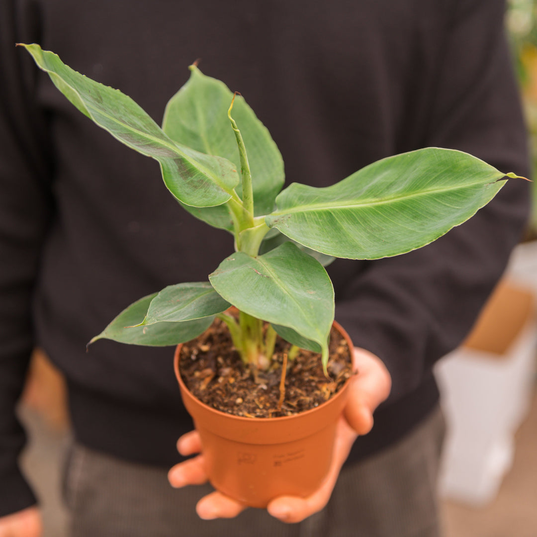 Banano nano (Musa acuminata Cheeka) – Simegarden