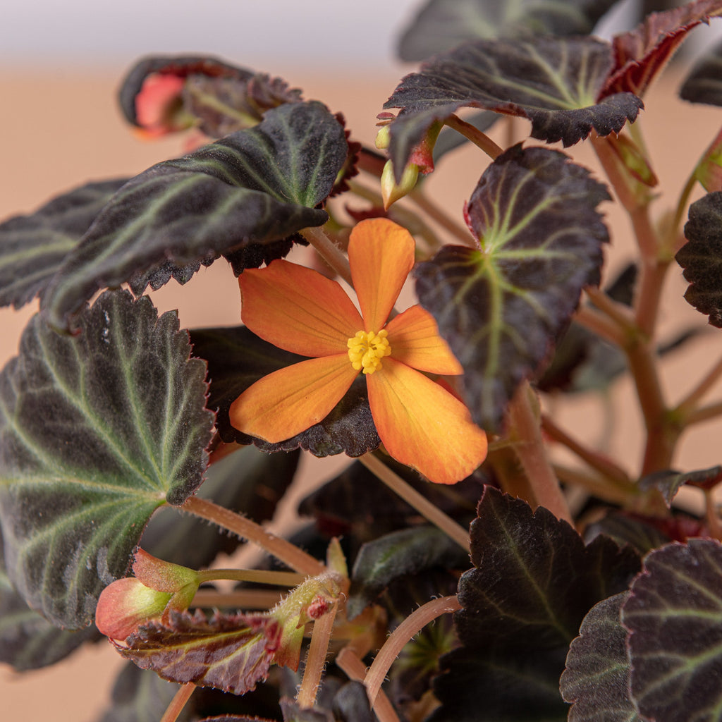 Begonia bolivensis – Simegarden