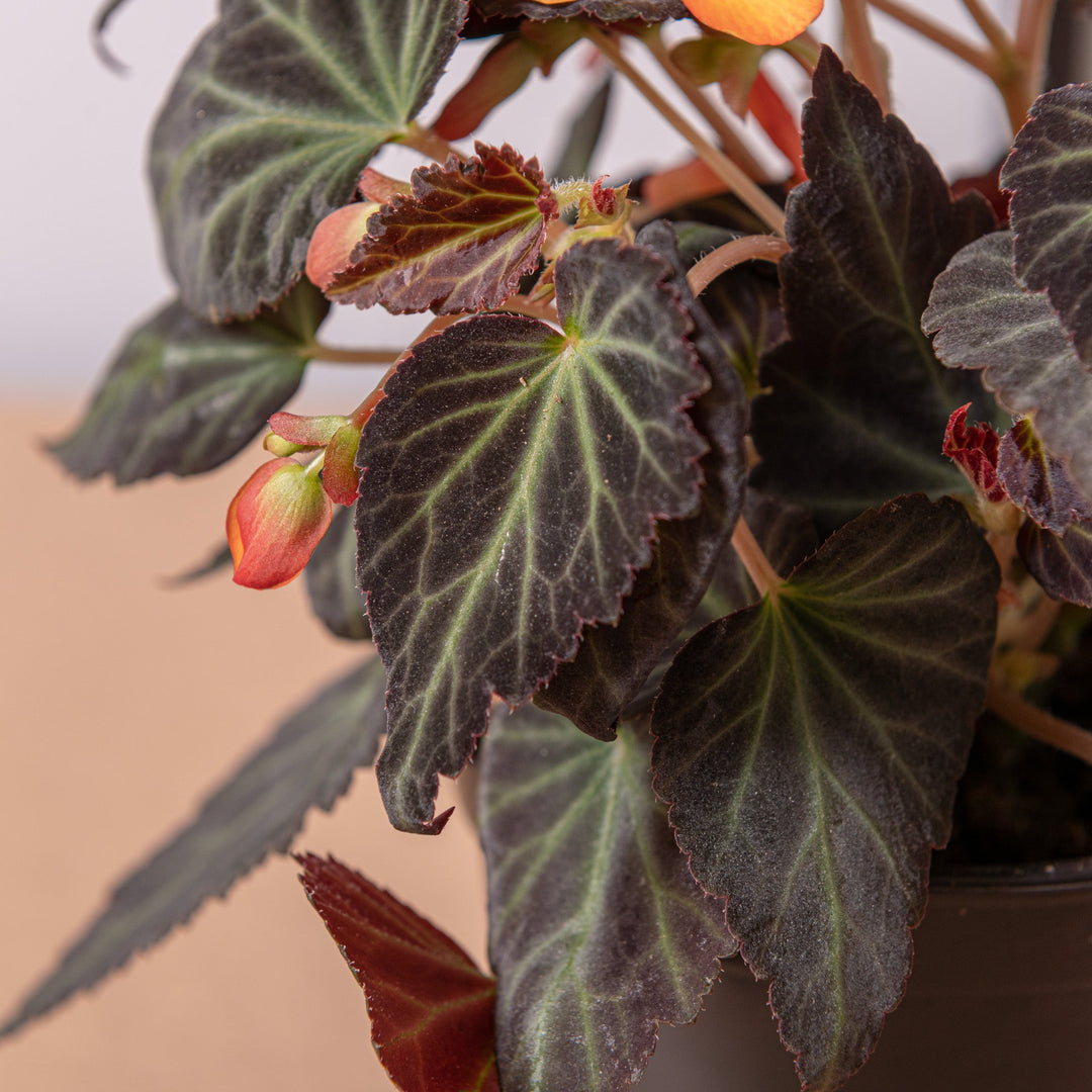Begonia bolivensis – Simegarden