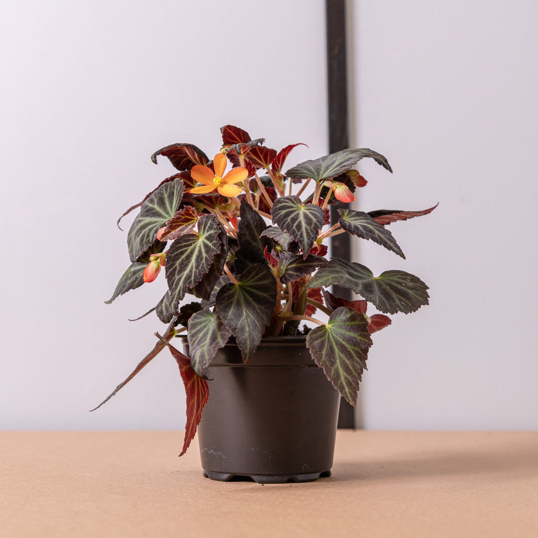 Begonia bolivensis – Simegarden