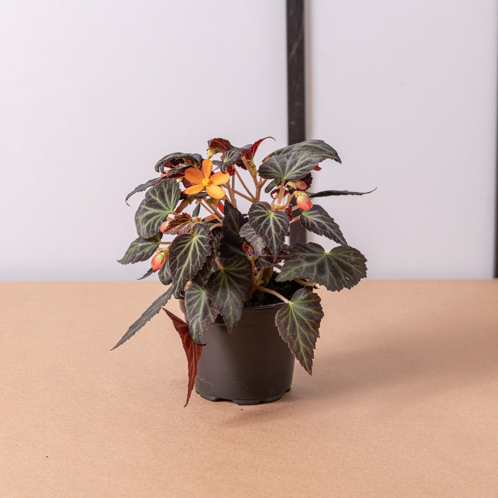 Begonia bolivensis – Simegarden