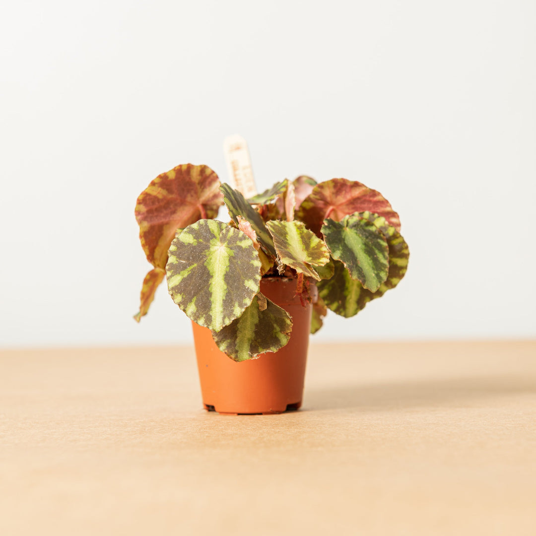 Begonia cleopatrae – Simegarden
