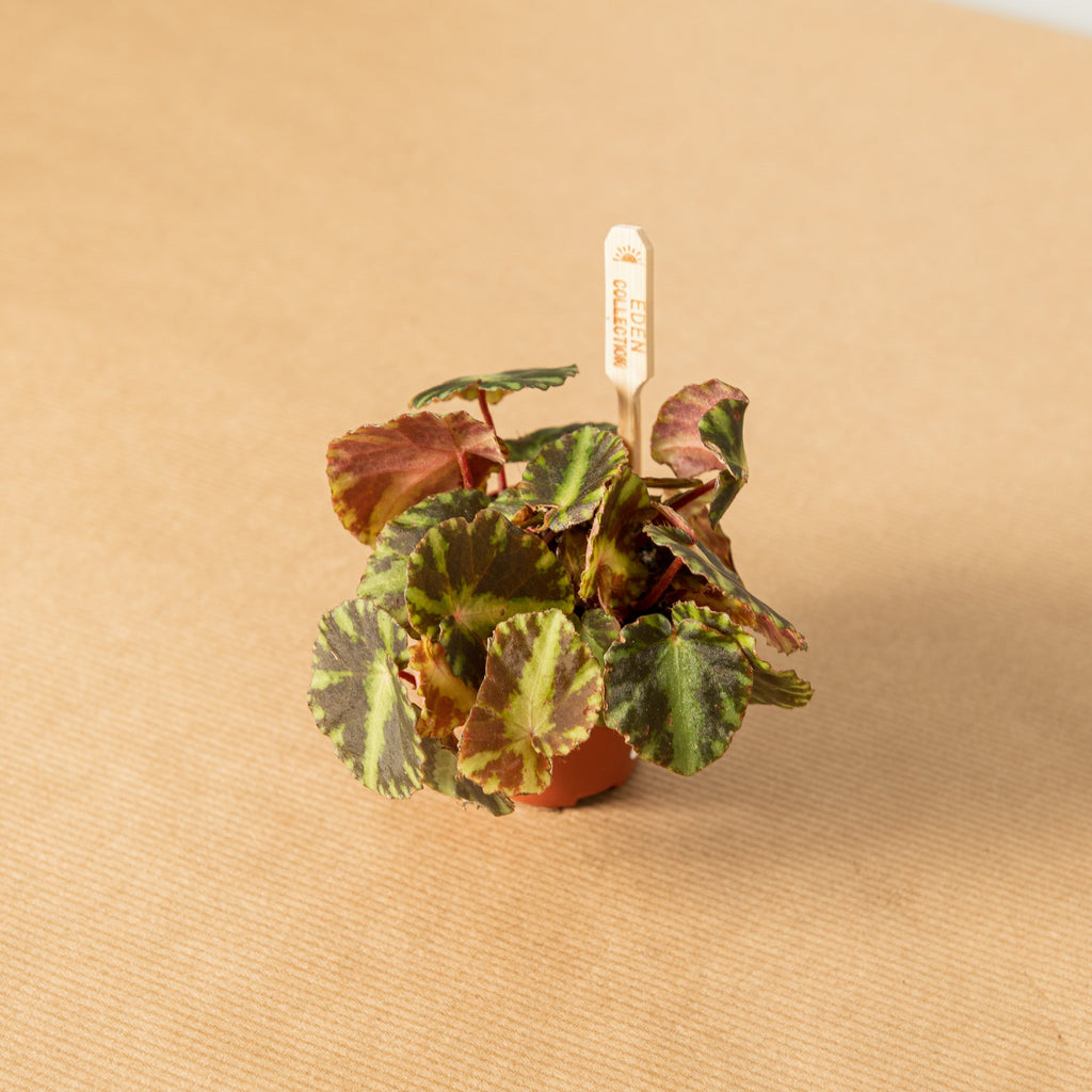 Begonia cleopatrae – Simegarden