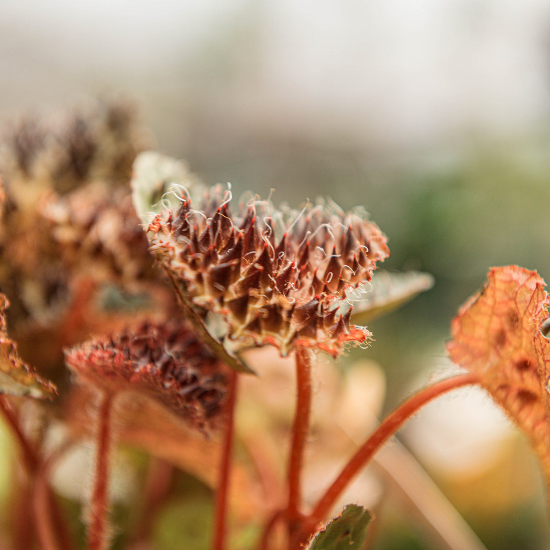 Begonia ferox – Simegarden