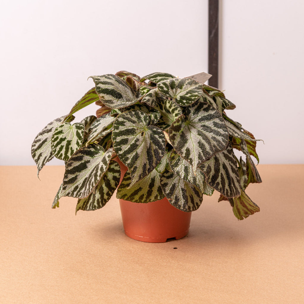 Begonia imperialis silver jewel – Simegarden