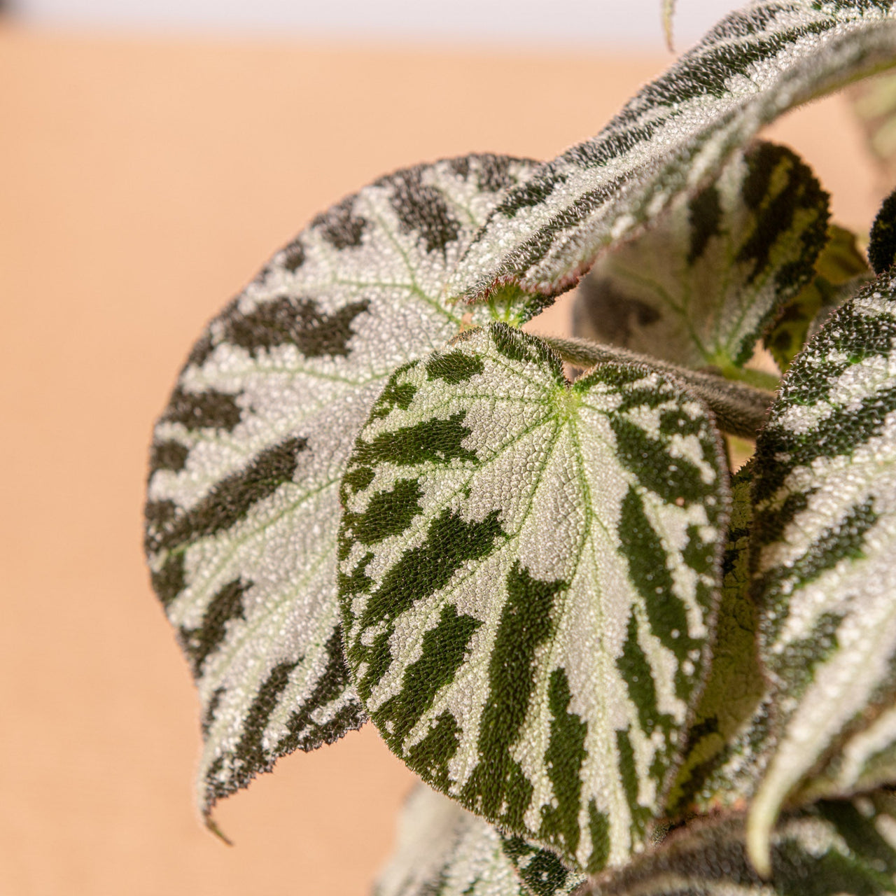 Begonia imperialis silver jewel – Simegarden