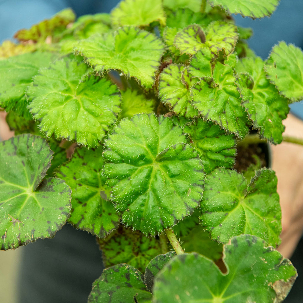 Begonia lime fever – Simegarden