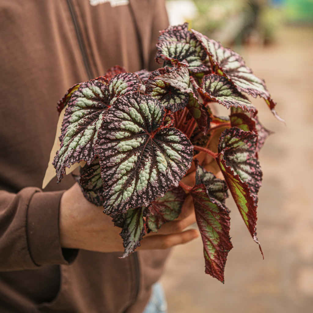 Begonia rex "fireworks" – Simegarden