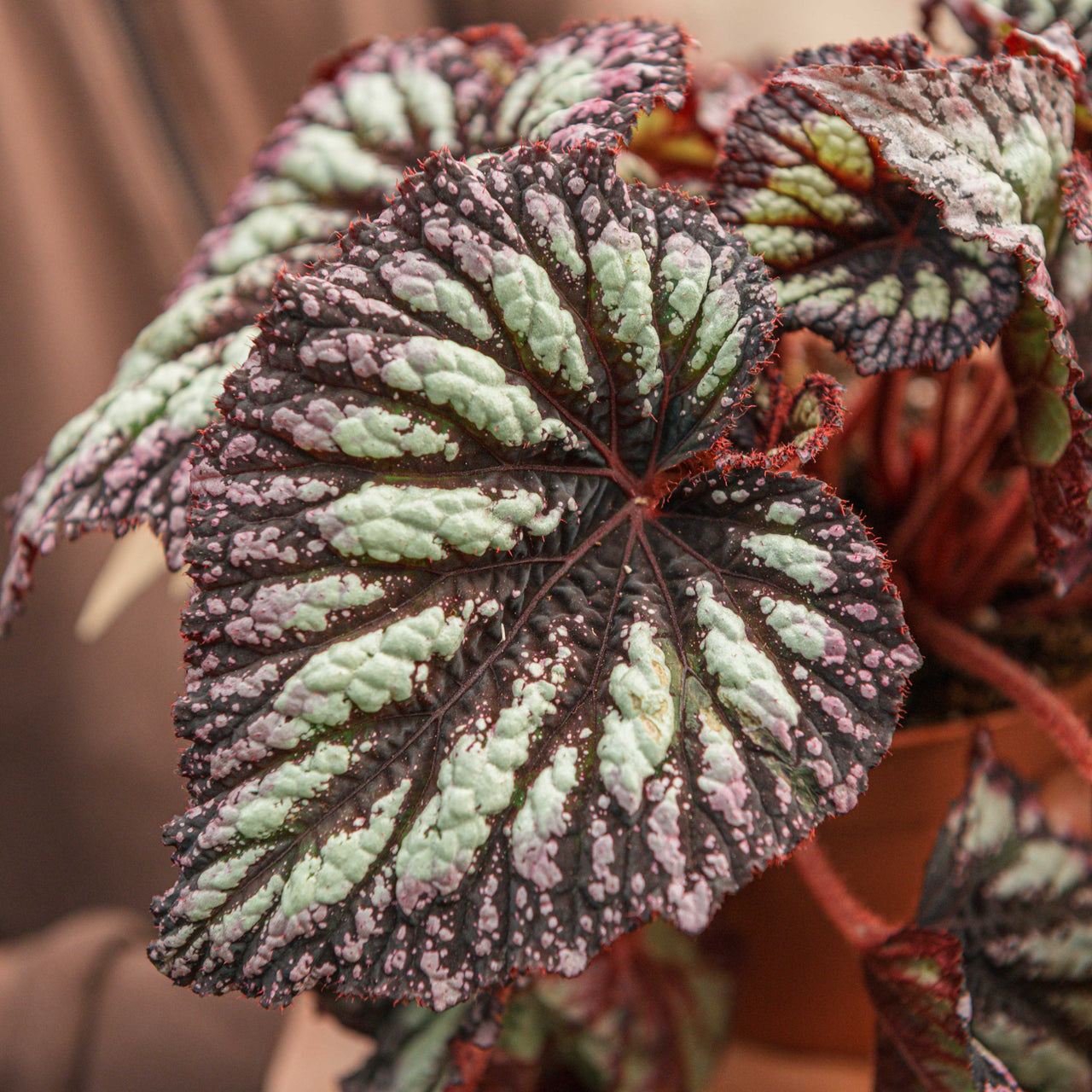 Begonia rex "fireworks" – Simegarden