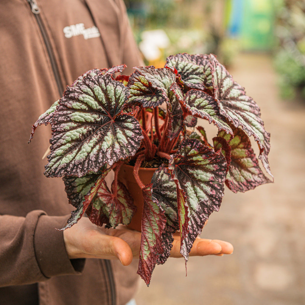 Begonia rex "fireworks" – Simegarden
