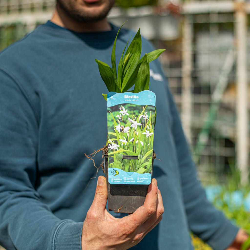 Bletilla striata alba – Simegarden