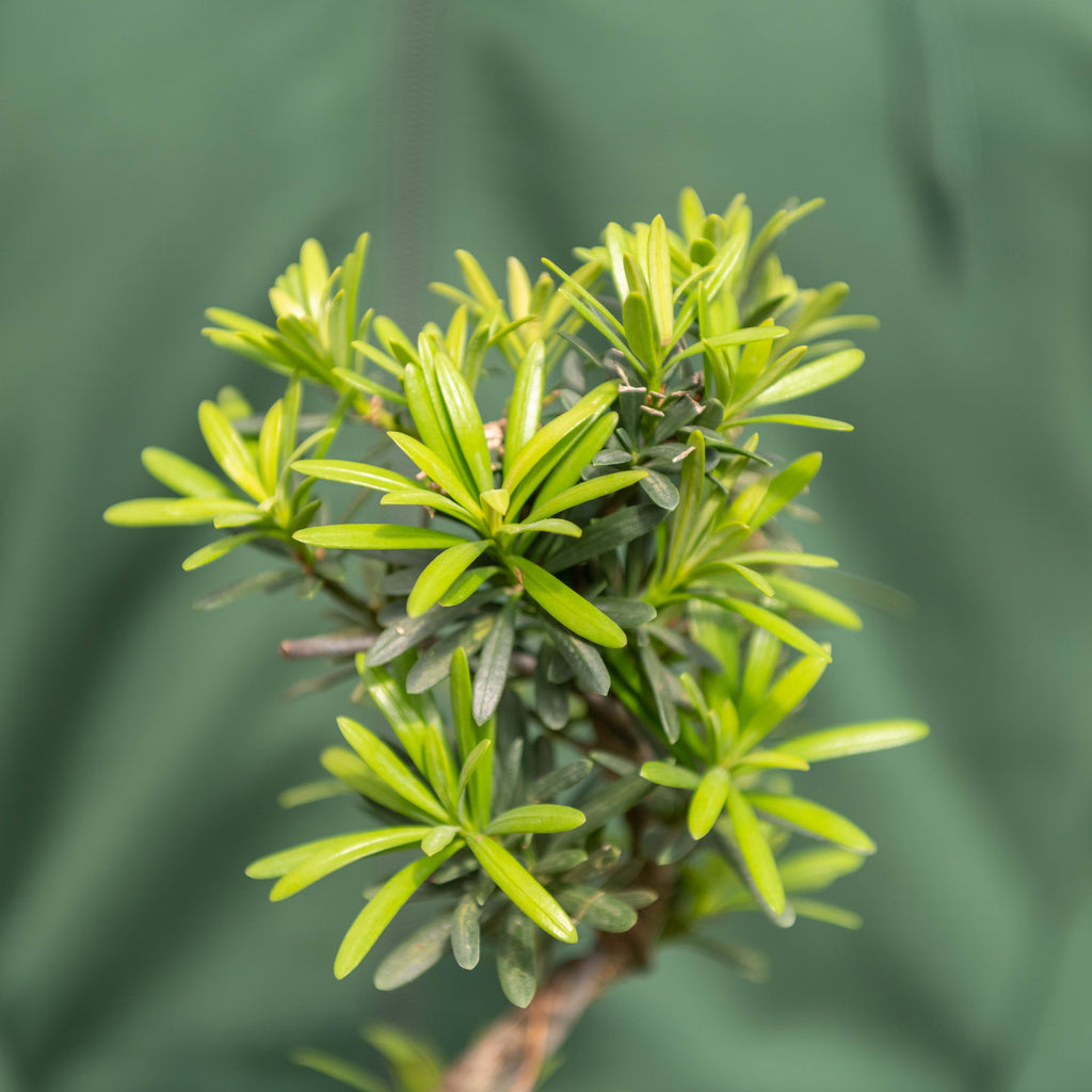 Bonsai Podocarpus – Simegarden