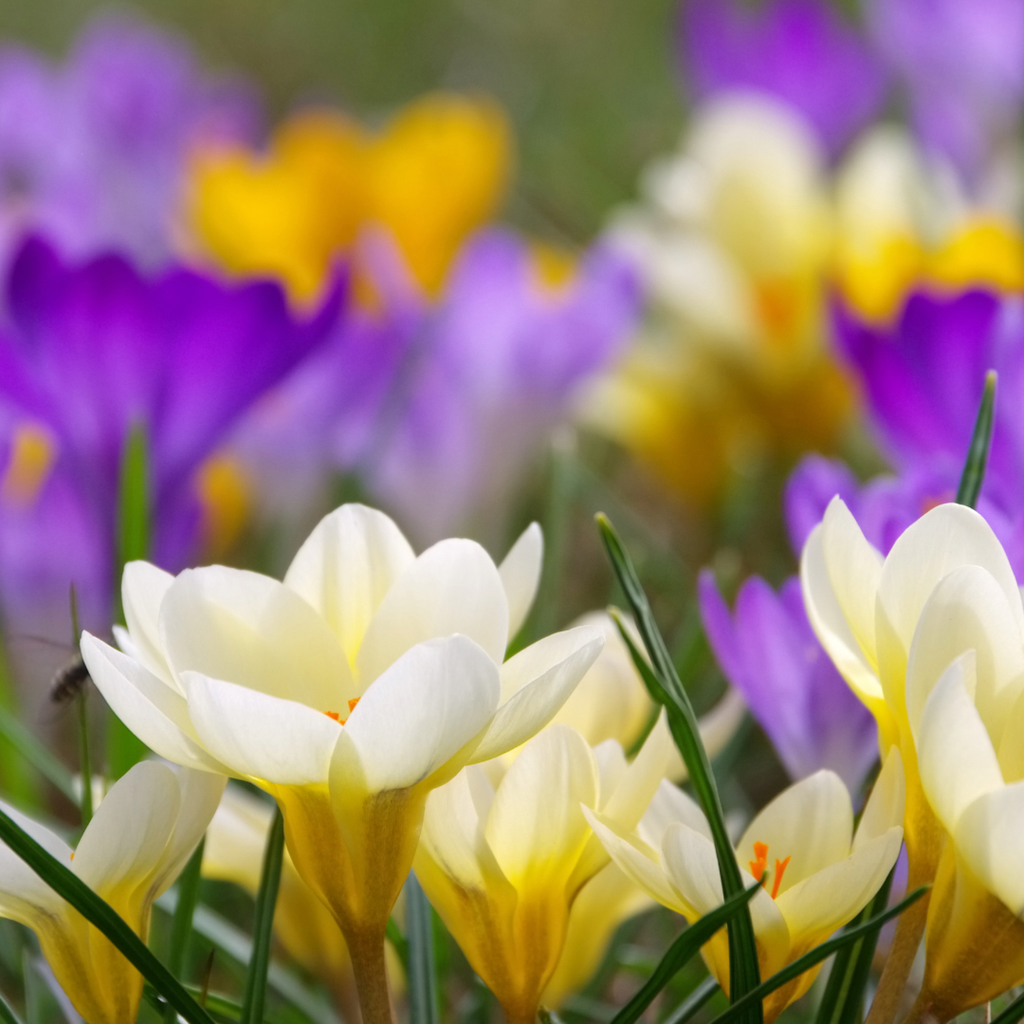Bulbi crocus mix – Simegarden