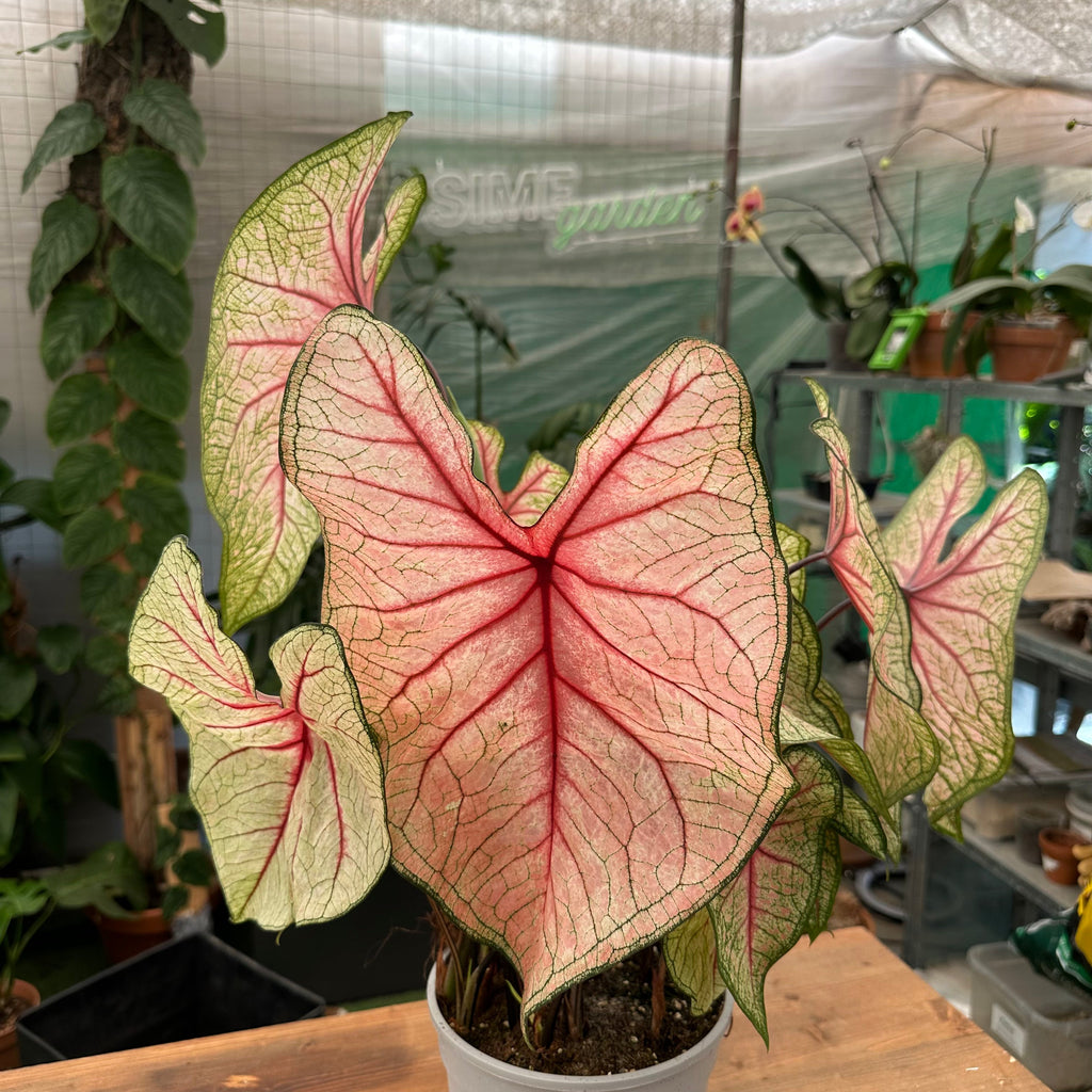 Caladium rosa – Simegarden