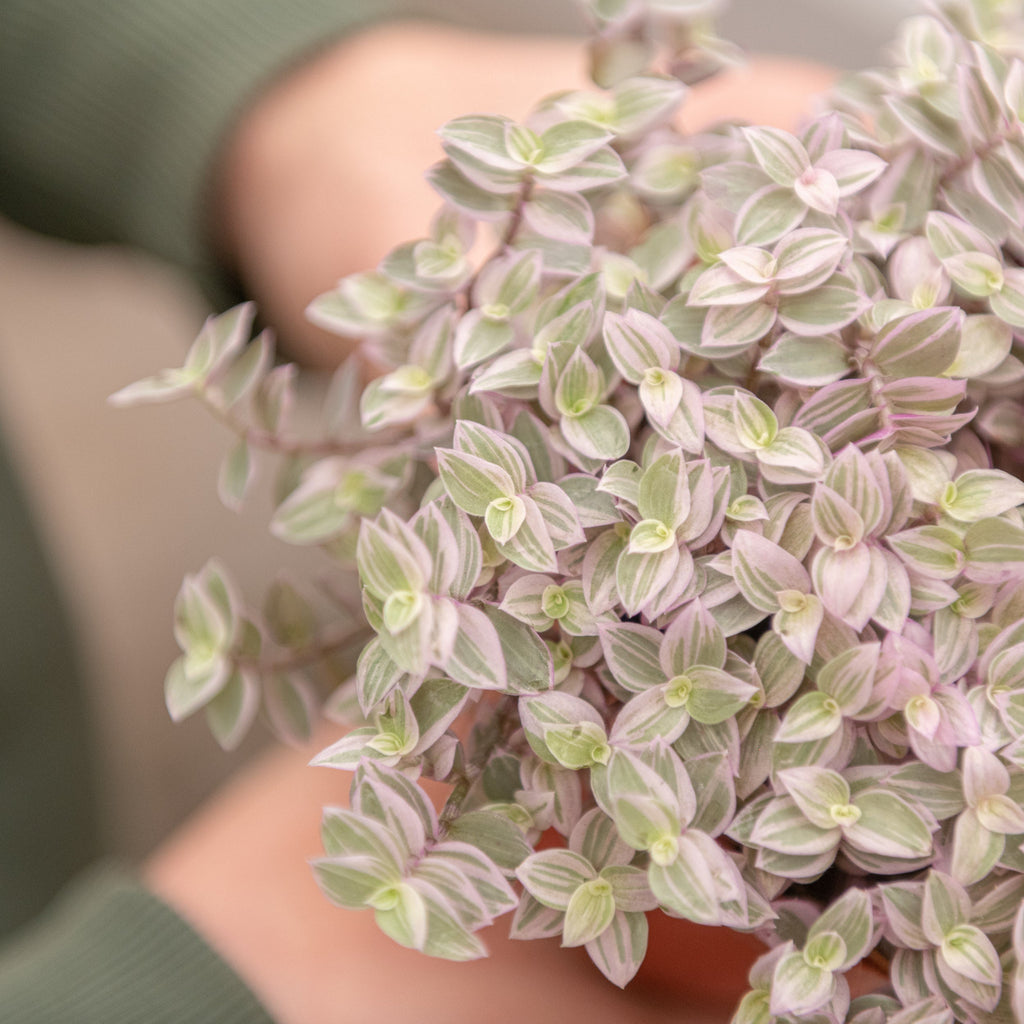 Callisia repens "Magic Pink" – Simegarden