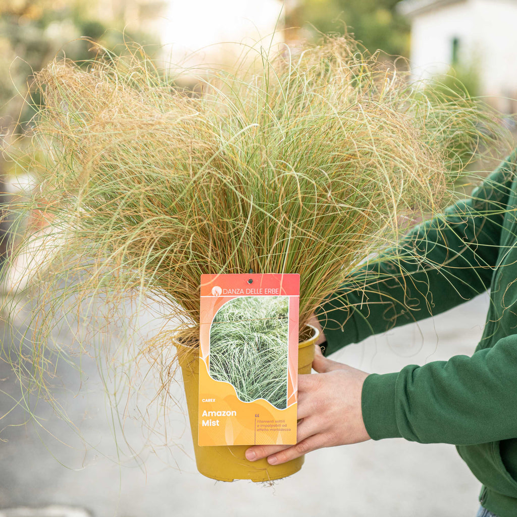 Carex comans “Amazon Mist”, Carice – Simegarden