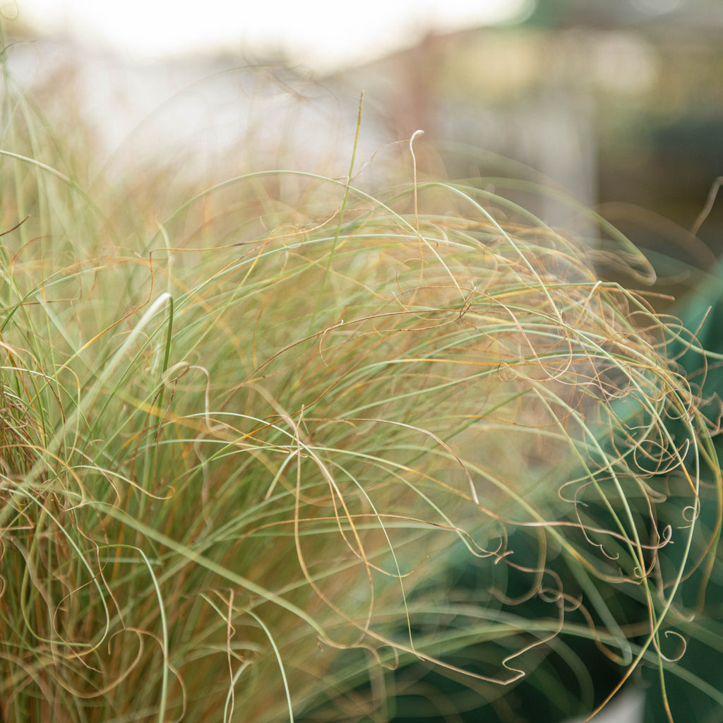 Carex comans “Amazon Mist”, Carice – Simegarden