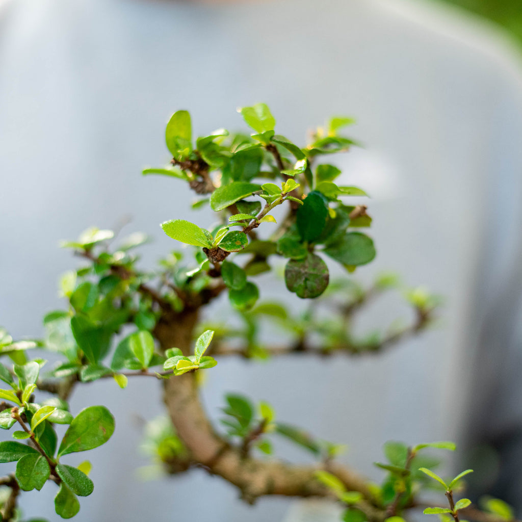 Carmona microphylla - bonsai Carmona microphylla – Simegarden