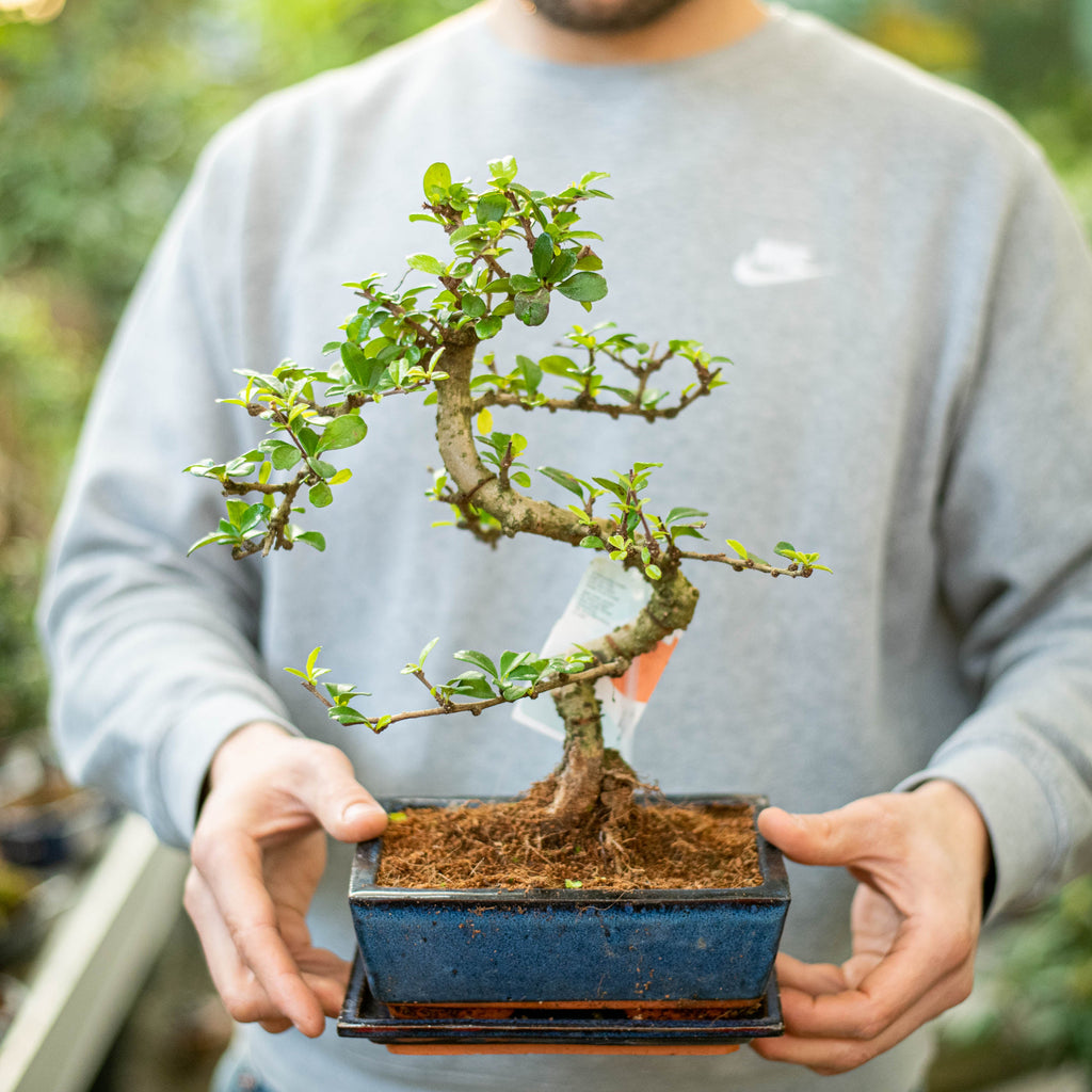 Carmona microphylla - bonsai Carmona microphylla – Simegarden
