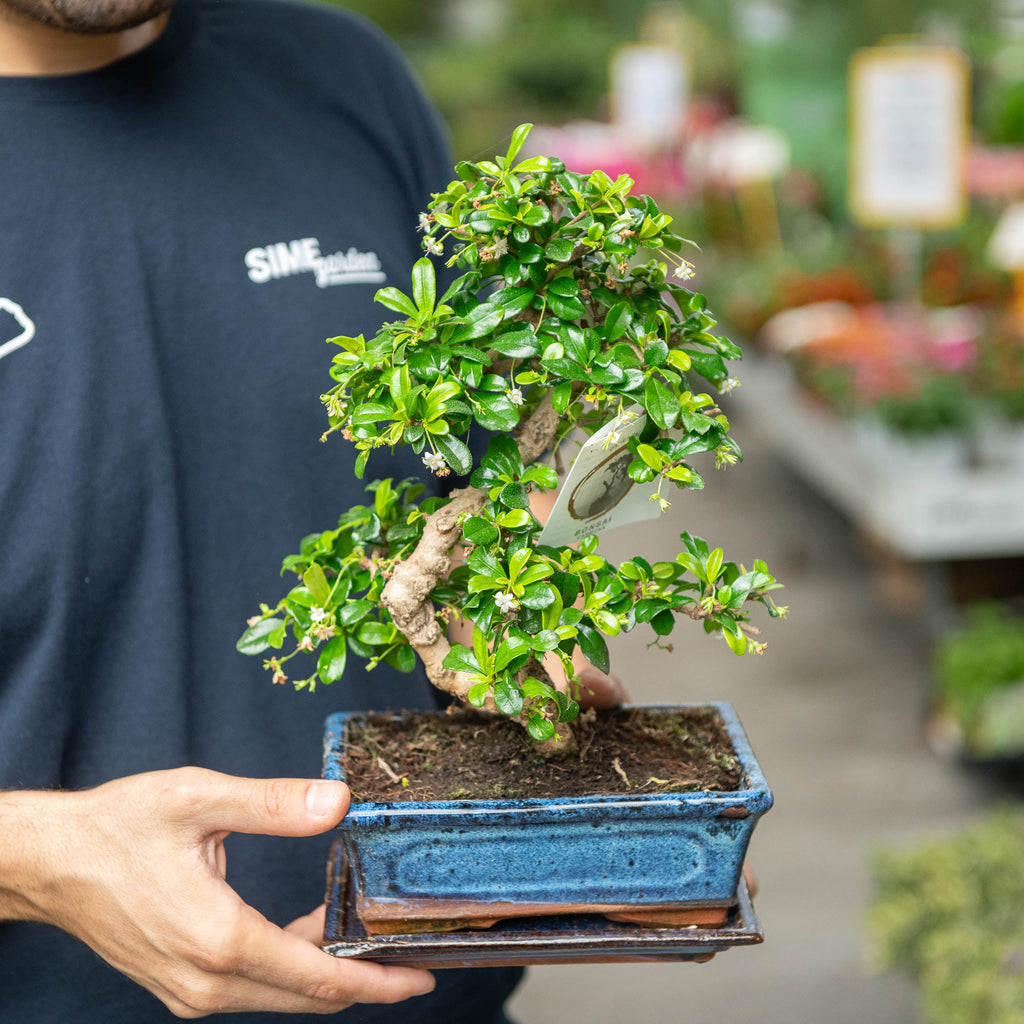 Carmona microphylla - bonsai Carmona microphylla – Simegarden