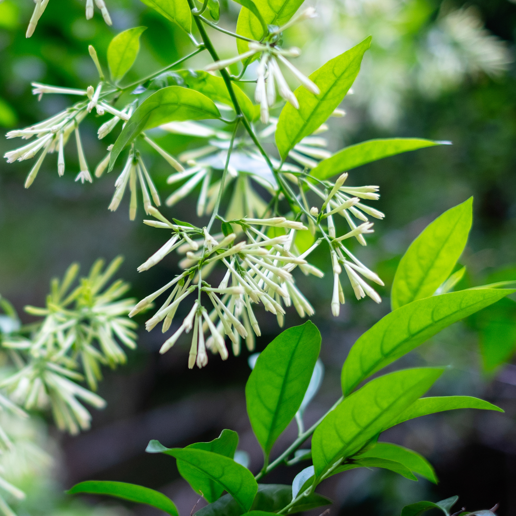 Cestrum nocturnum – Simegarden