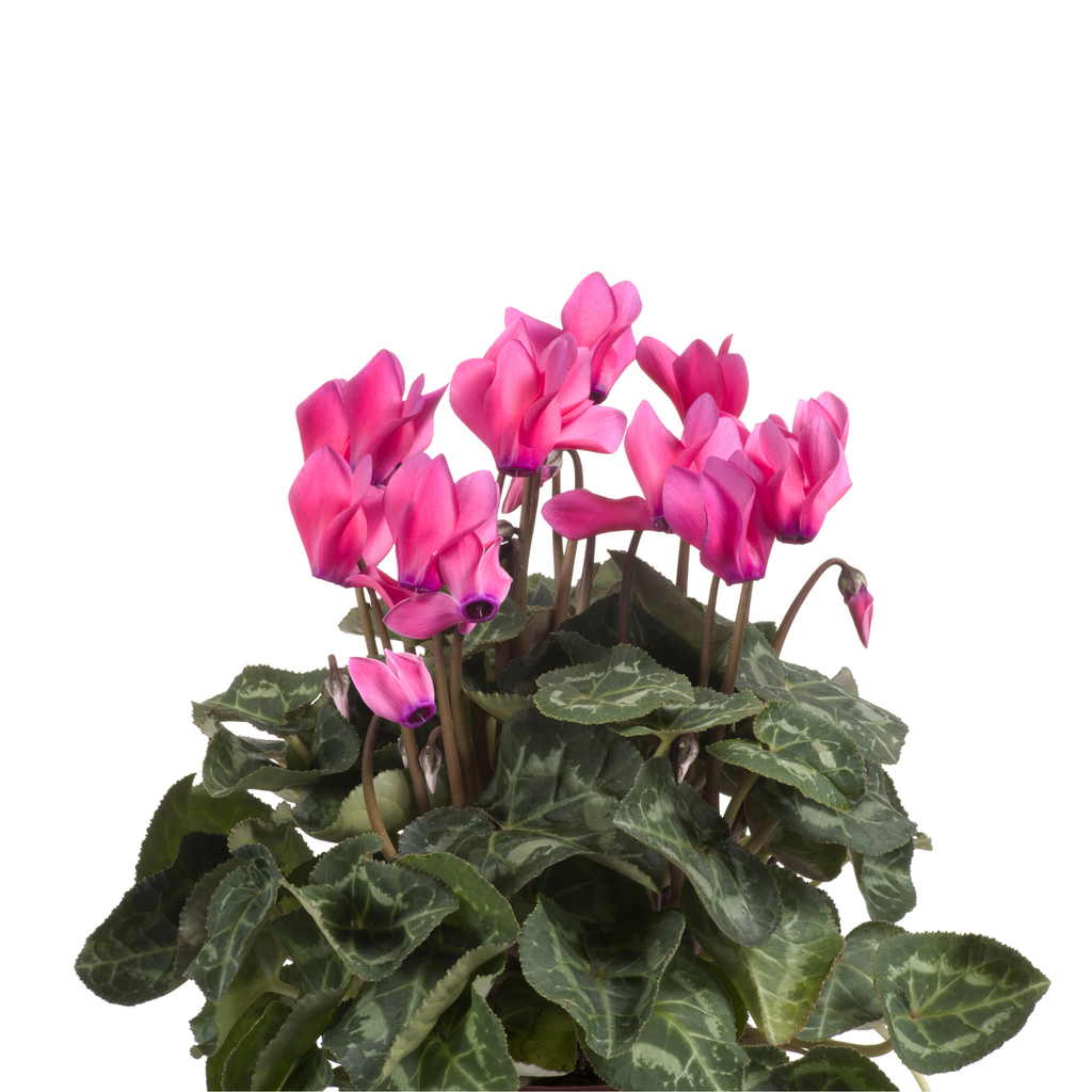 Ciclamino – Simegarden