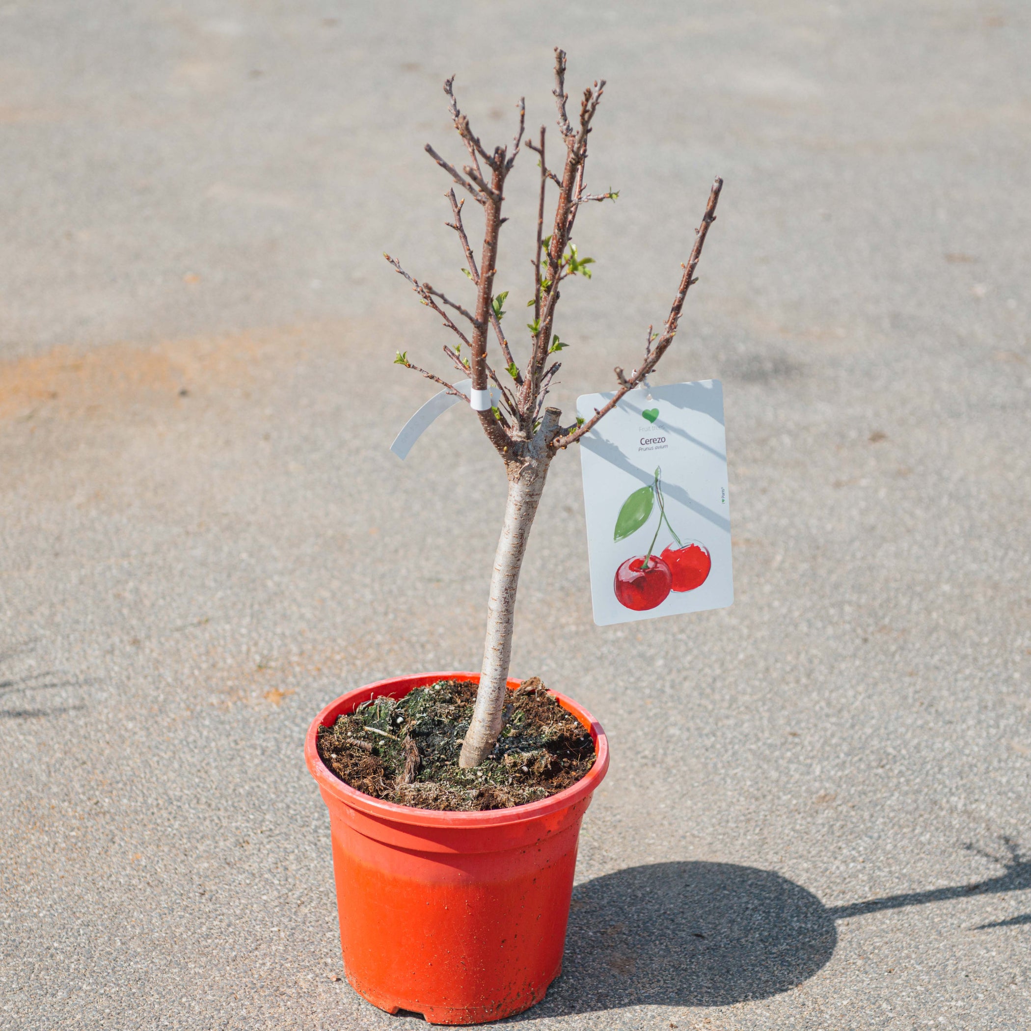 Prunus avium (Ciliegio nano), Ciliegio nano in vaso – Simegarden