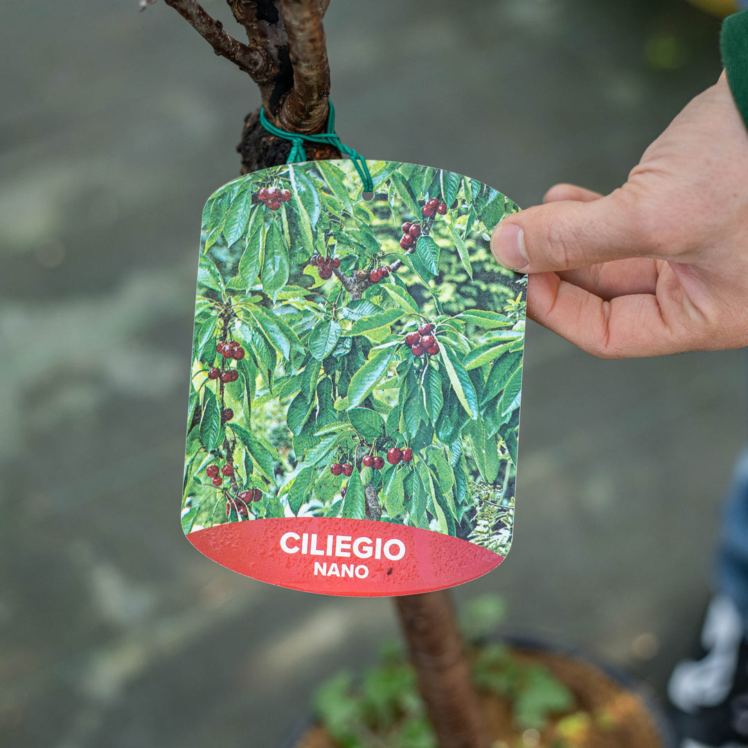 Prunus avium (Ciliegio nano), Ciliegio nano in vaso – Simegarden