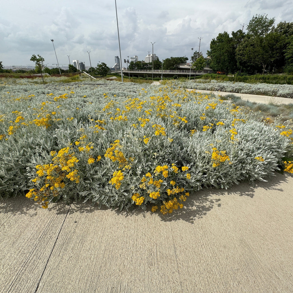 Cineraria maritima (Jacobaea maritima) – Simegarden
