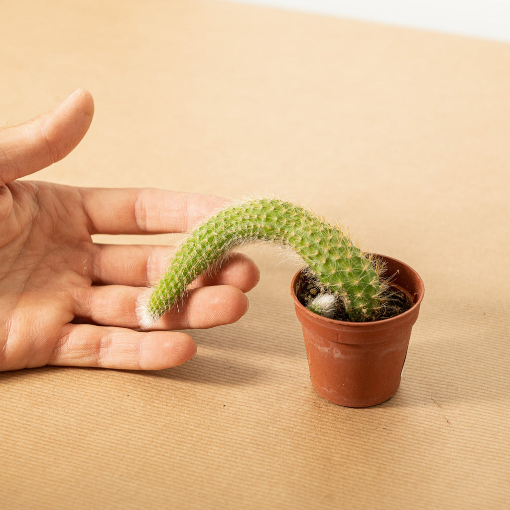 Coda di scimmia pianta - Cleistocactus Colademononis – Simegarden